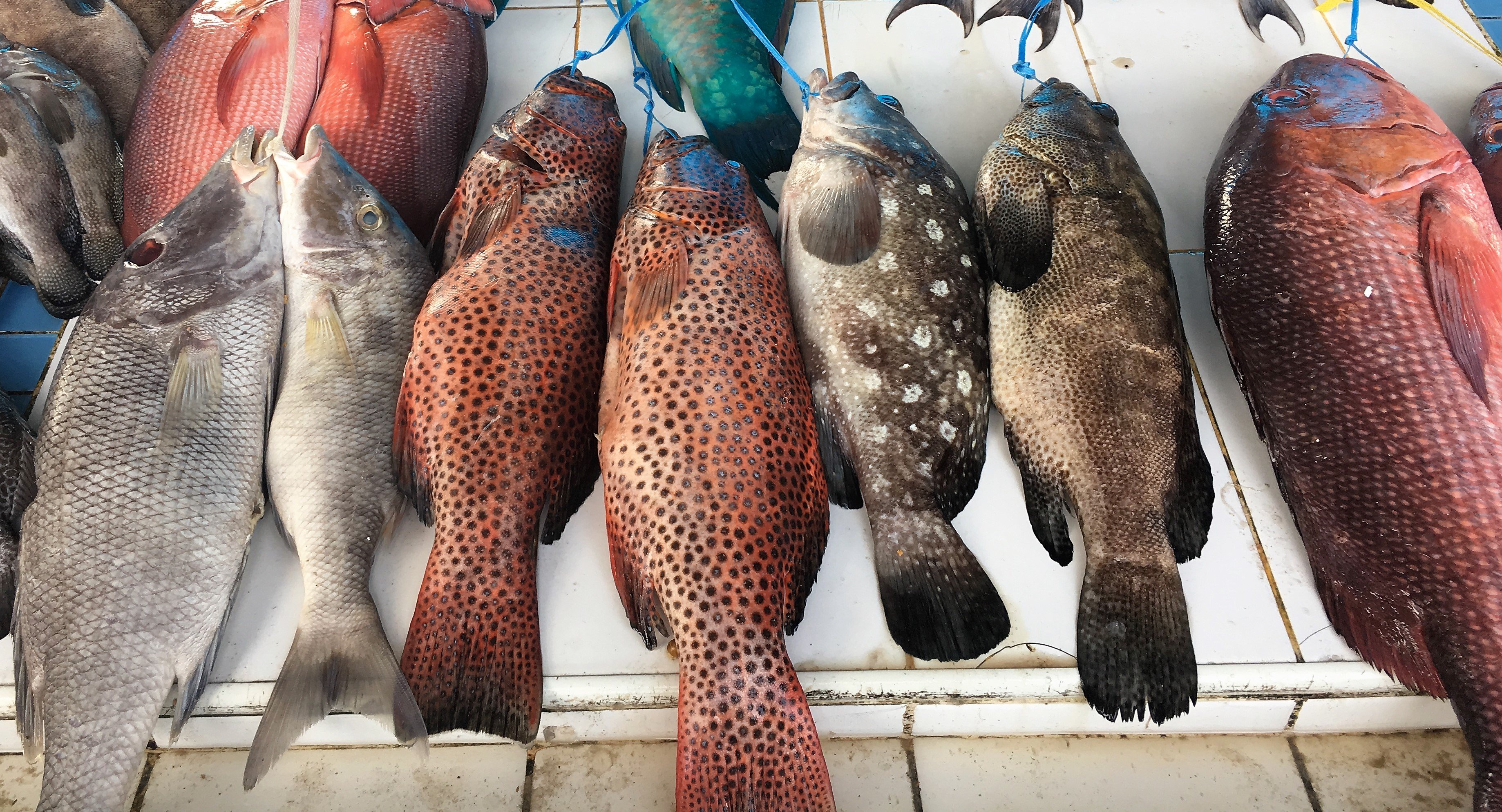 Fiji's Ministry of Fisheries has amended and shortened the seasonal ban ...