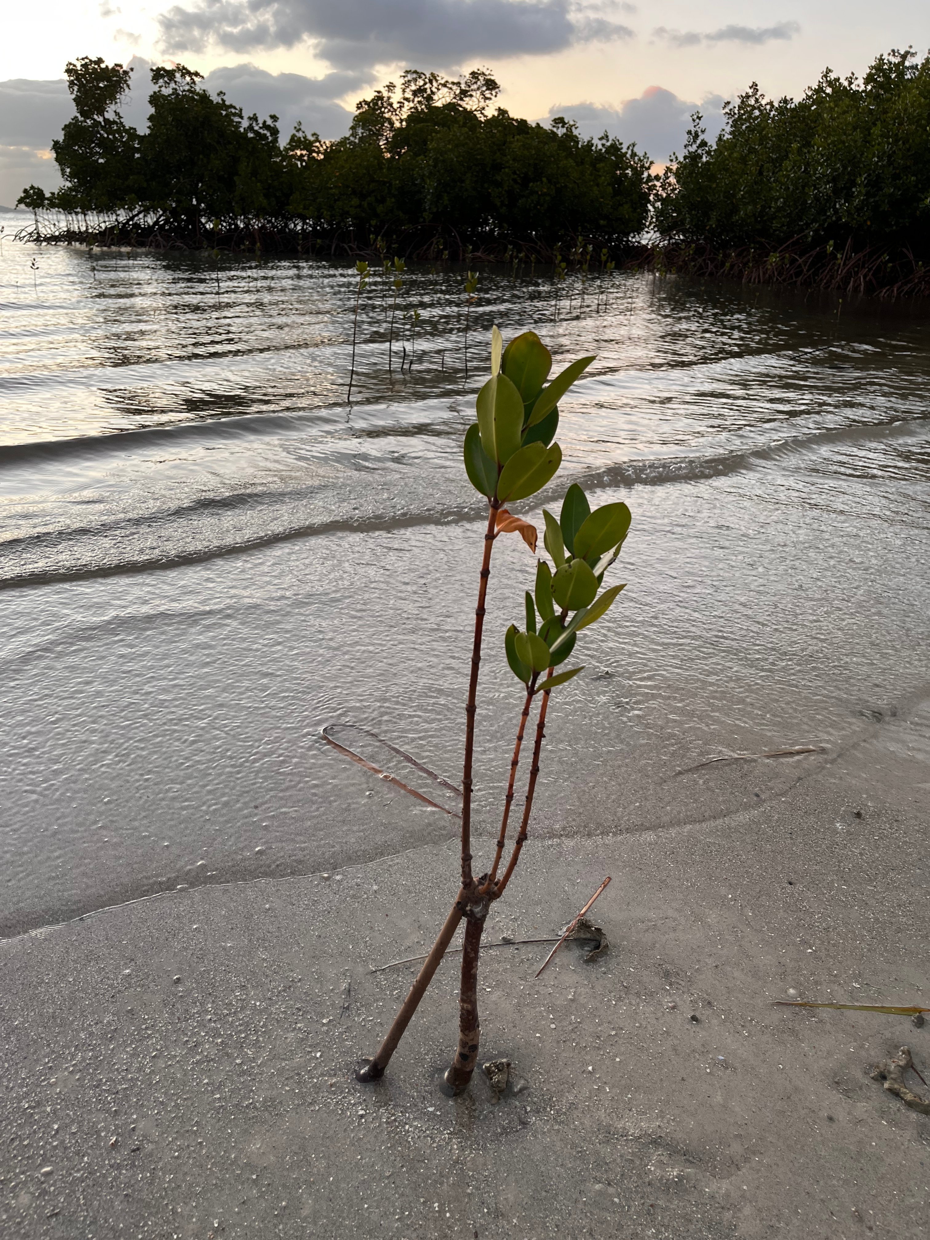 Mangroves and Seagrass: Legal Reviews aimed to promote good decision ...